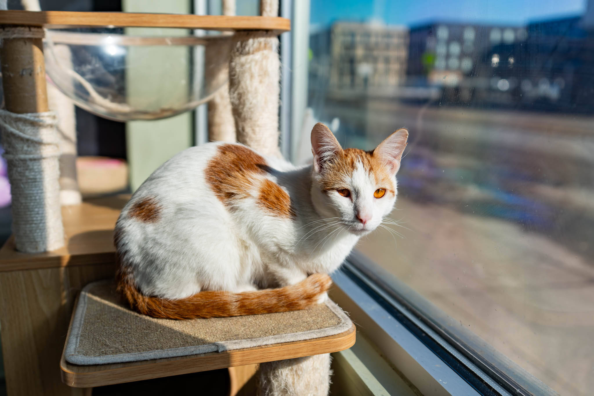 Grand Rapids Coffee Shop and Cat Cafe Lounge Gifts | Happy Cat Cafe