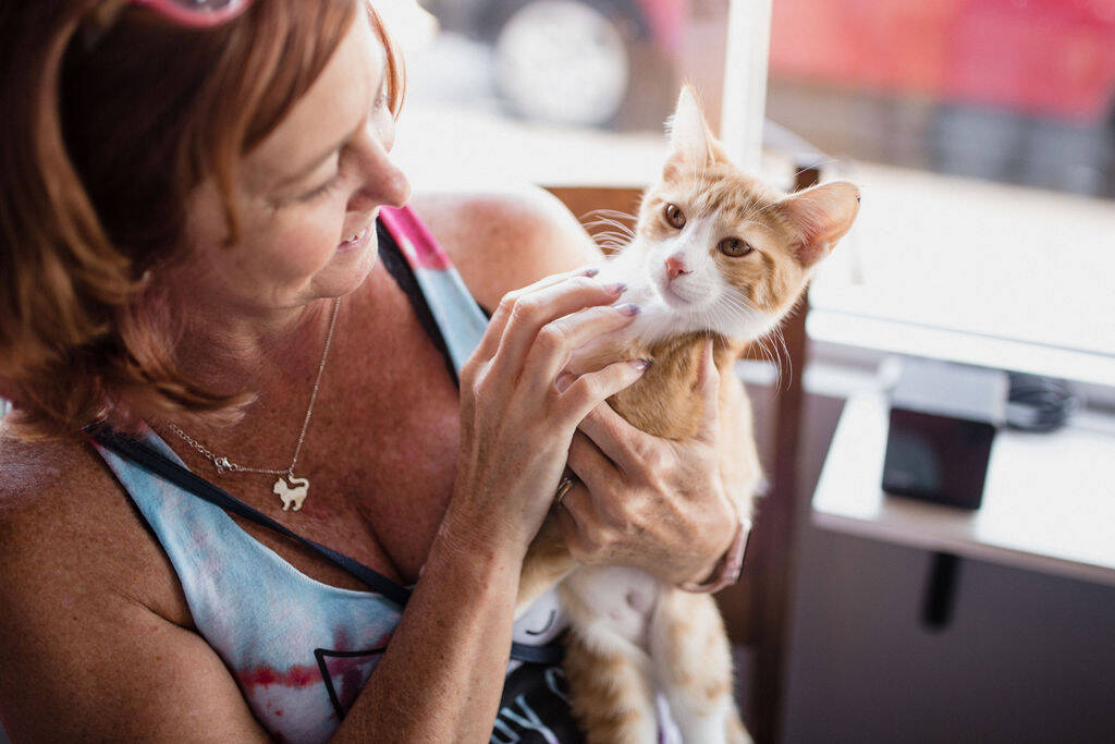 Visit and Play with Cats in Grand Rapids, MI Pet Gift Shop | Happy Cat Cafe