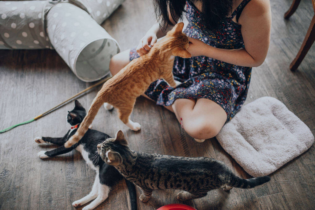 Visit and Play with Cats in Grand Rapids, MI Pet Gift Shop | Happy Cat Cafe
